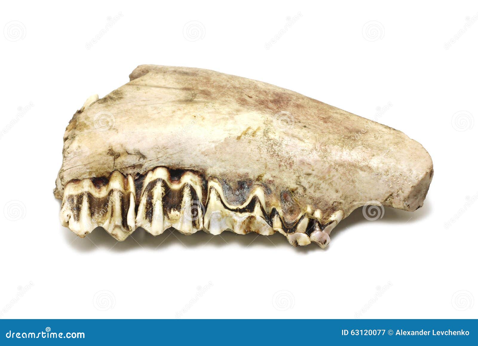 Fossil bones of wild boar stock image. Image of animal - 63120077