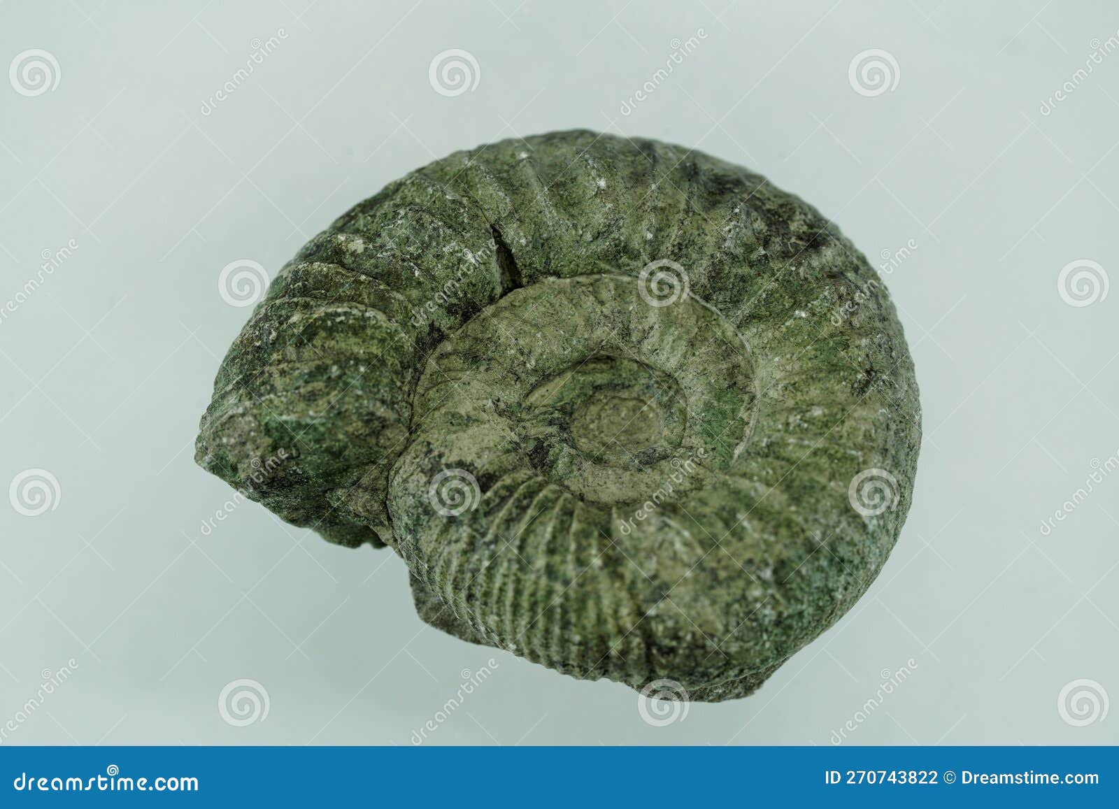 Fossil of a Shell on a Light Green Stock Photo - Image of biology ...