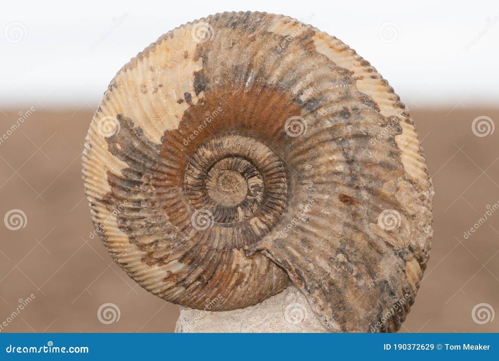 Fossil stock image. Image of natural, color, fossil - 190372629