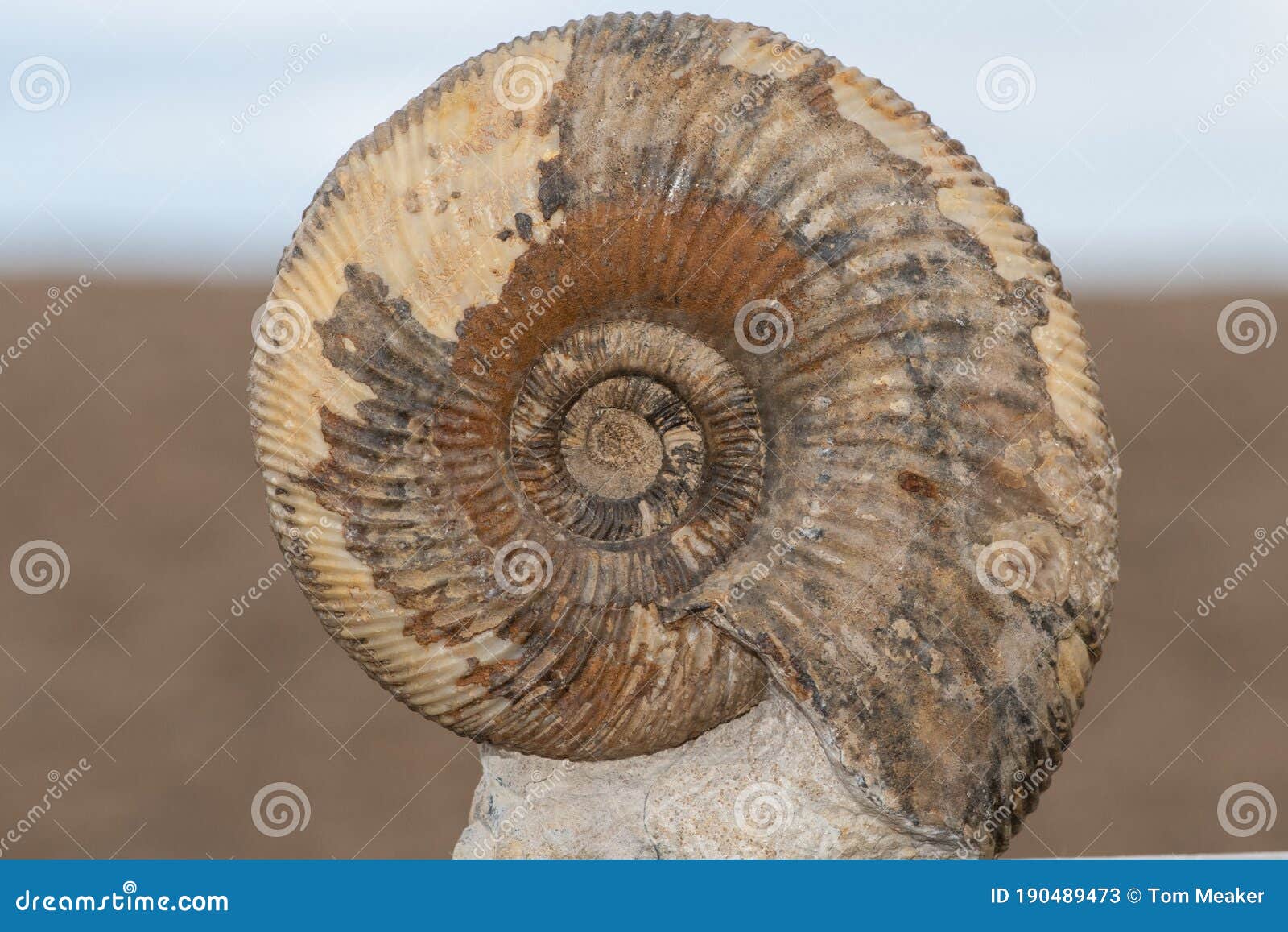 Fossil stock image. Image of fossilization, colour, natural - 190489473