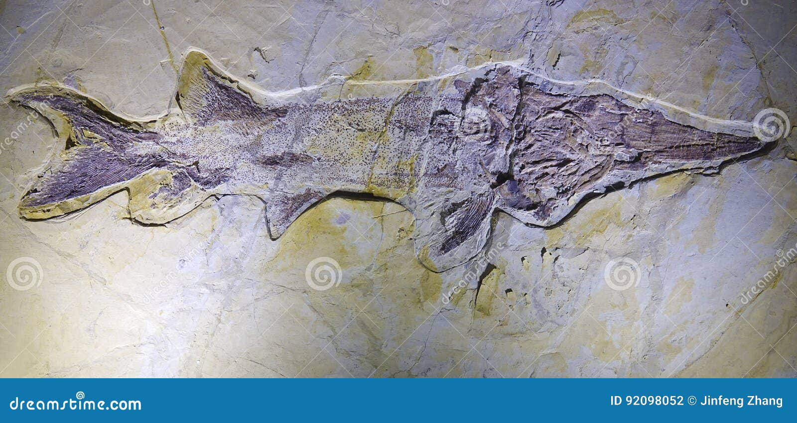 Fossil stock photo. Image of archaic, animal, organism - 92098052