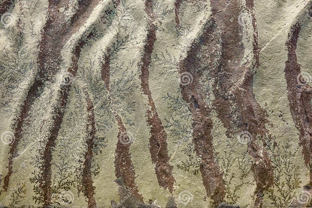 Fossil stock image. Image of geology, natural, nature - 93264267