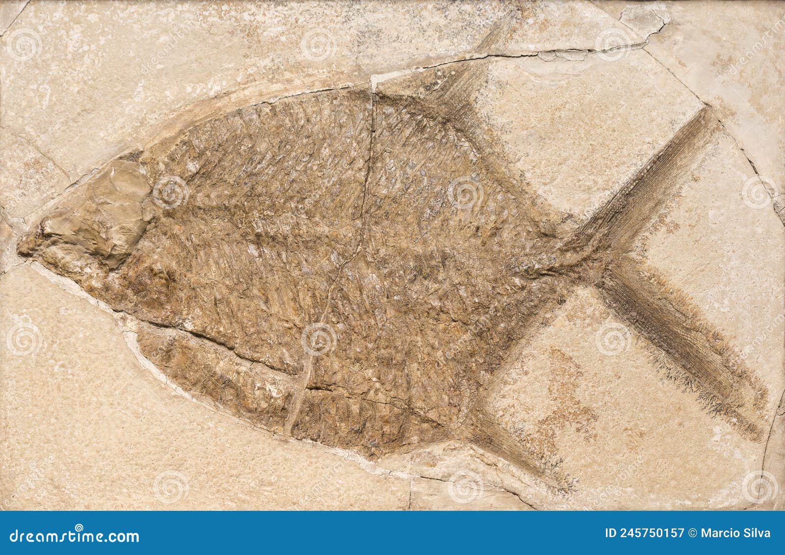 The Fossil in Close up stock image. Image of ancestor - 245750157