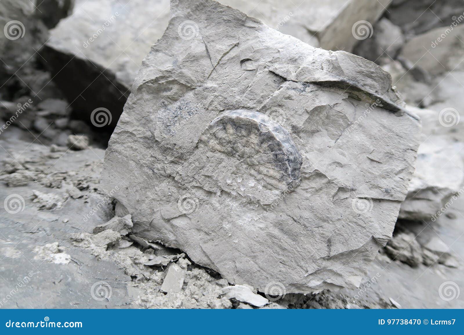 Fossil of Coeloptychium Sponge in Chalk Rock Stock Photo - Image of ...