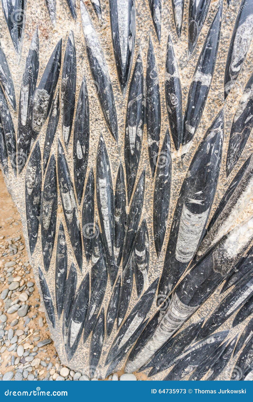 Fossil stock image. Image of clean, black, form, concrete - 64735973