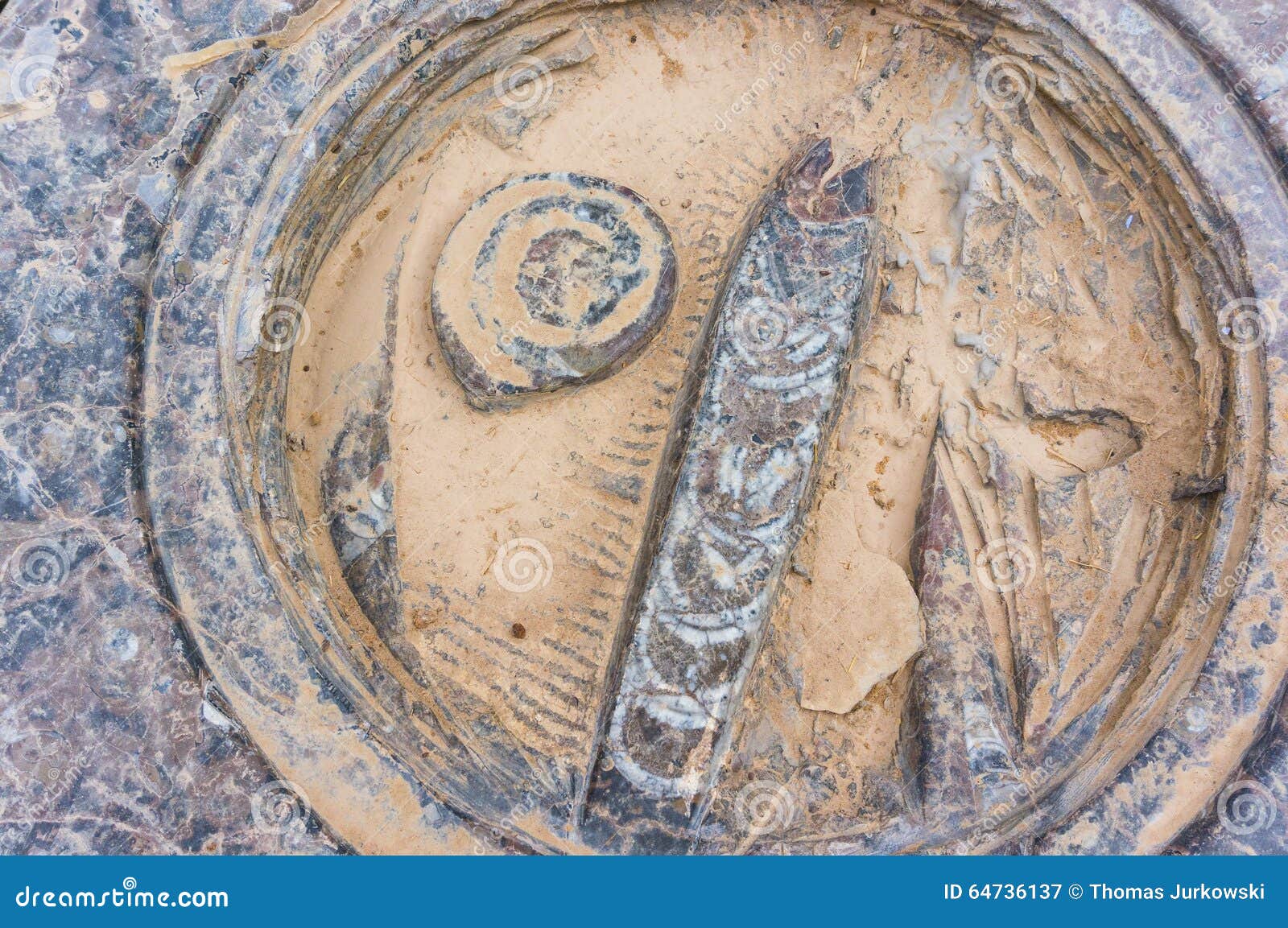 Fossil stock image. Image of wallpaper, shadow, background - 64736137