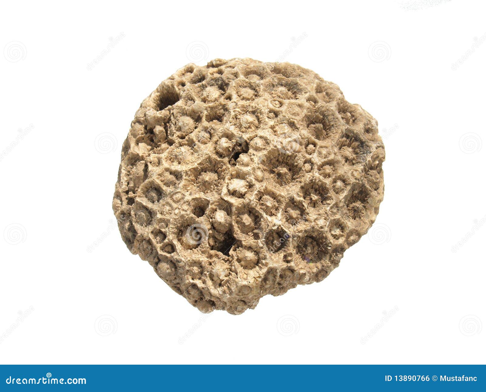 Fossil Coral Lithostrotionella Stock Photo - Image of rocks, brown ...