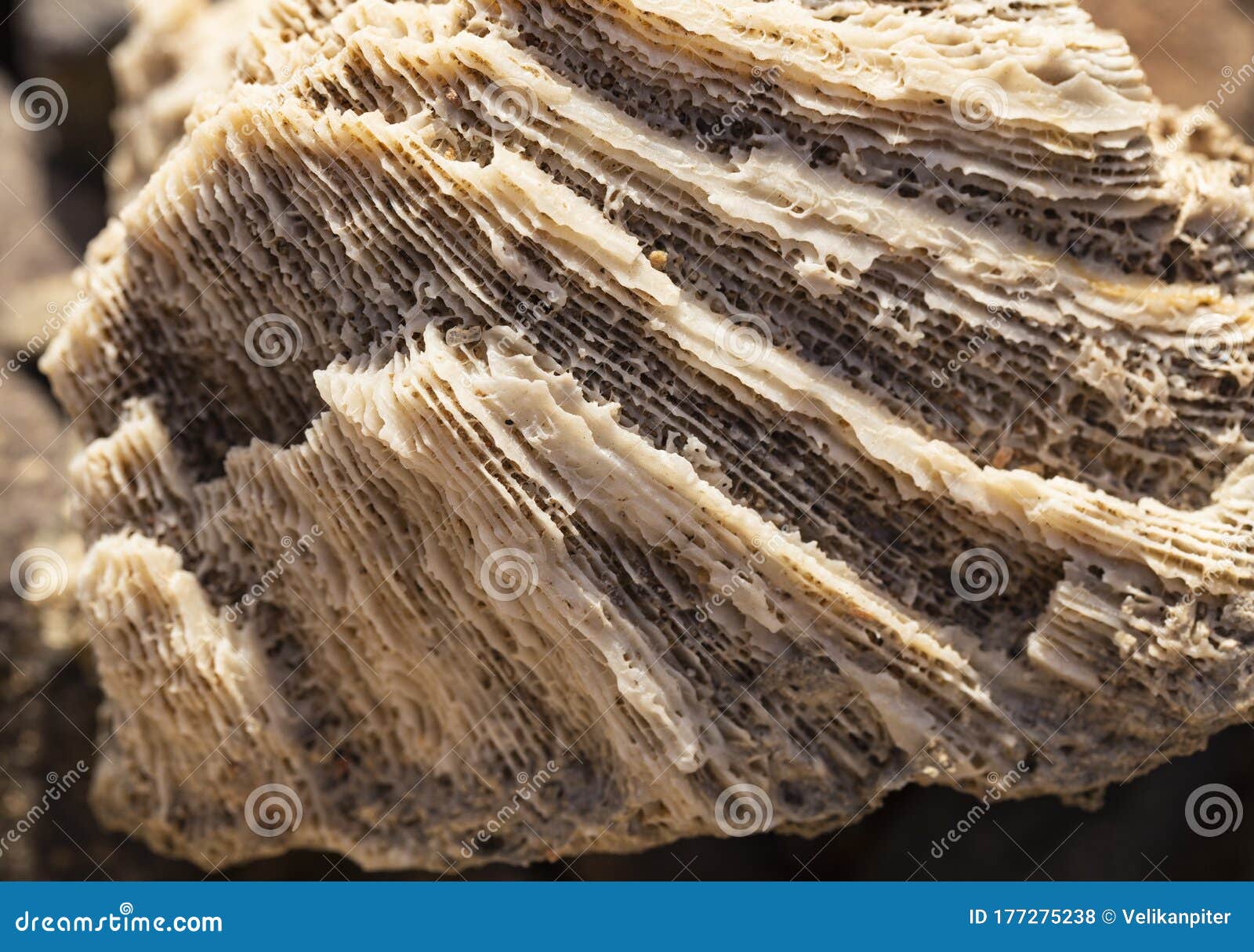 Fossil Corals of the Red Sea. Stock Photo - Image of coral, archeology ...