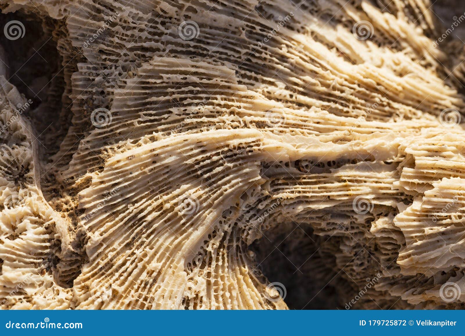 Fossil Corals Of The Red Sea. Royalty-Free Stock Photo | CartoonDealer ...