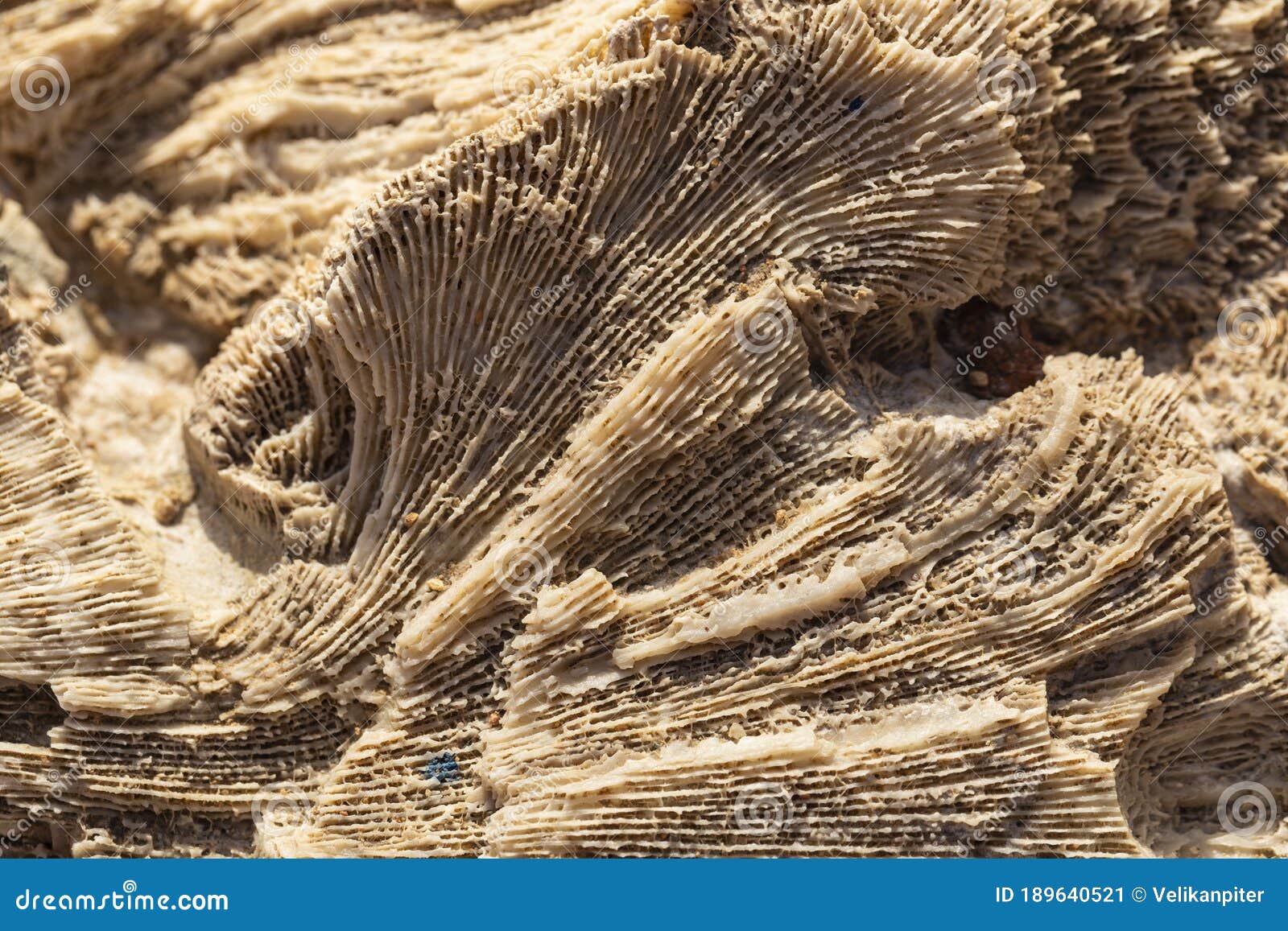 Fossil Corals of the Red Sea. Stock Image - Image of fossilized ...