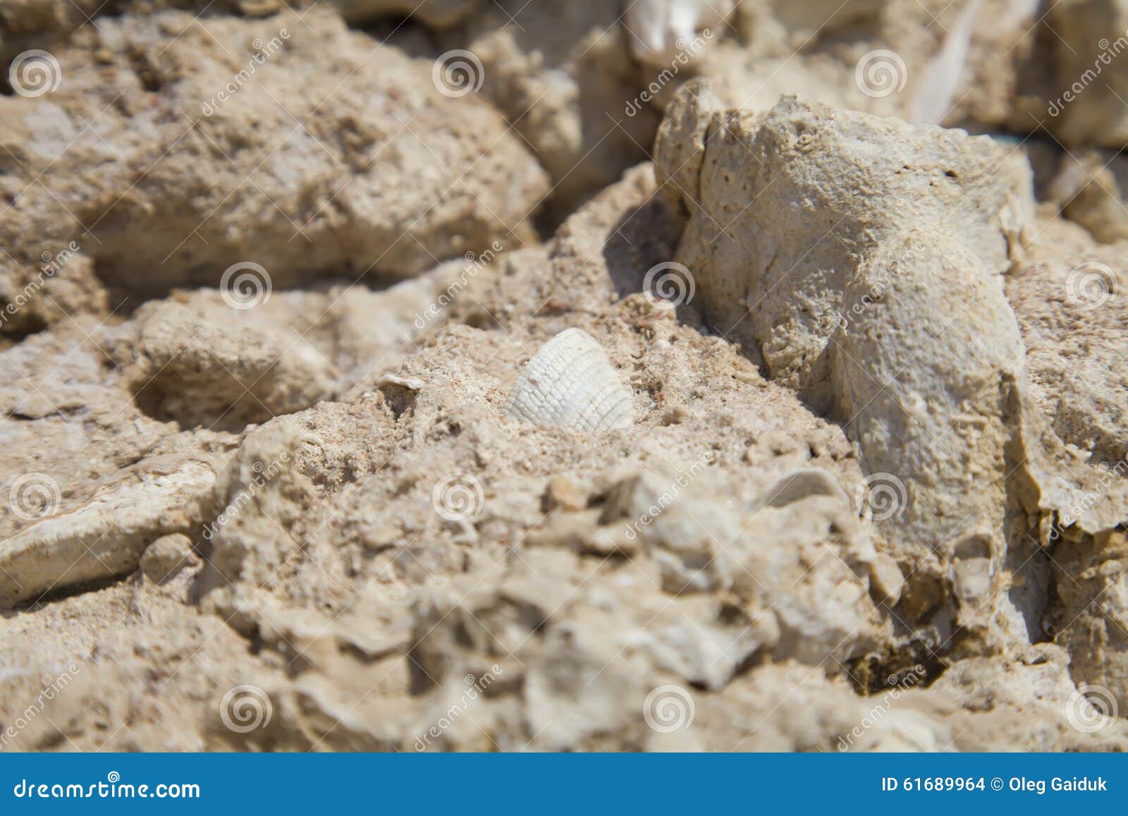 Fossil corals and shells stock photo. Image of macro - 61689964