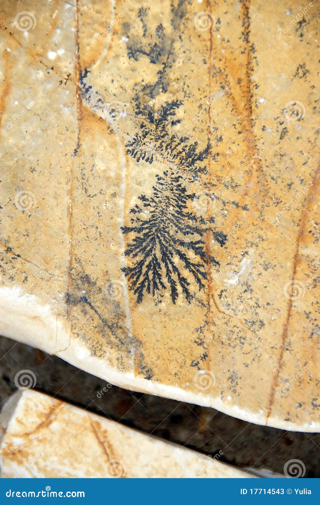 Fossil design stock image. Image of imprint, design, abstract - 17714543