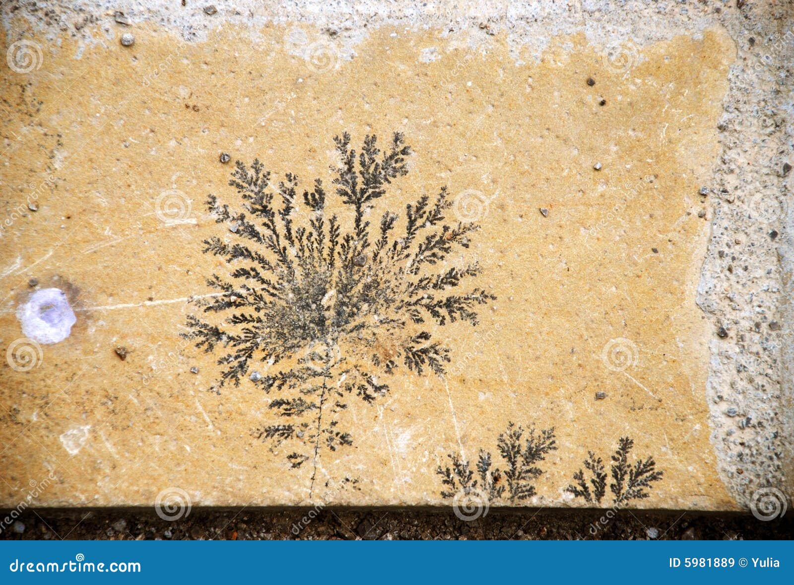 Fossil design stock image. Image of geologic, black, brown - 5981889