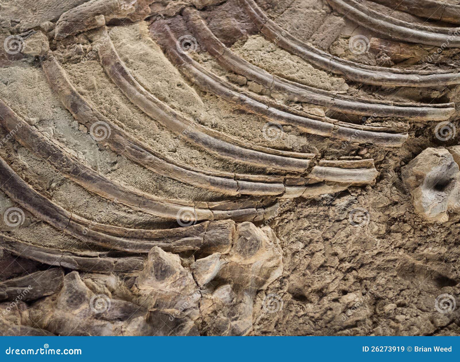 Fossil Detail stock image. Image of detail, skeleton - 26273919