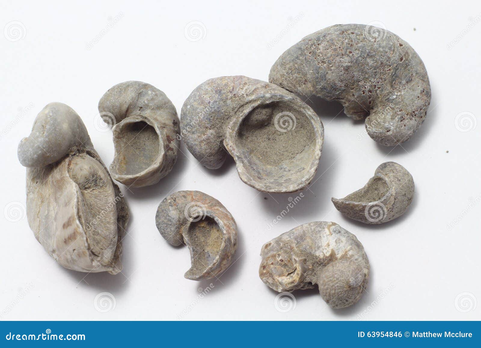 Fossil Devil S Toenail Oysters Stock Photo - Image of cretaceous ...