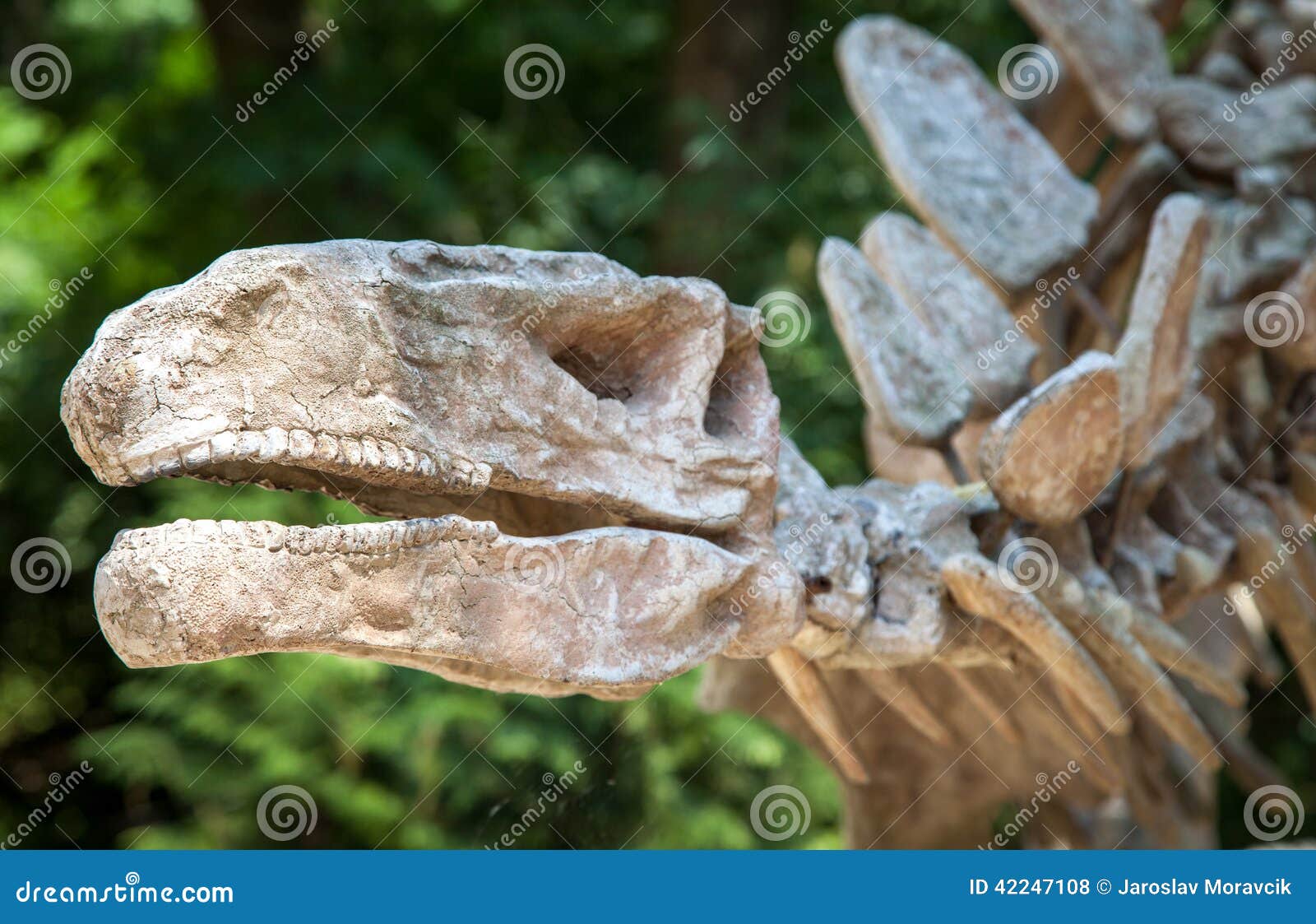 Fossil of dinosaur stock photo. Image of evolution, gigantic - 42247108