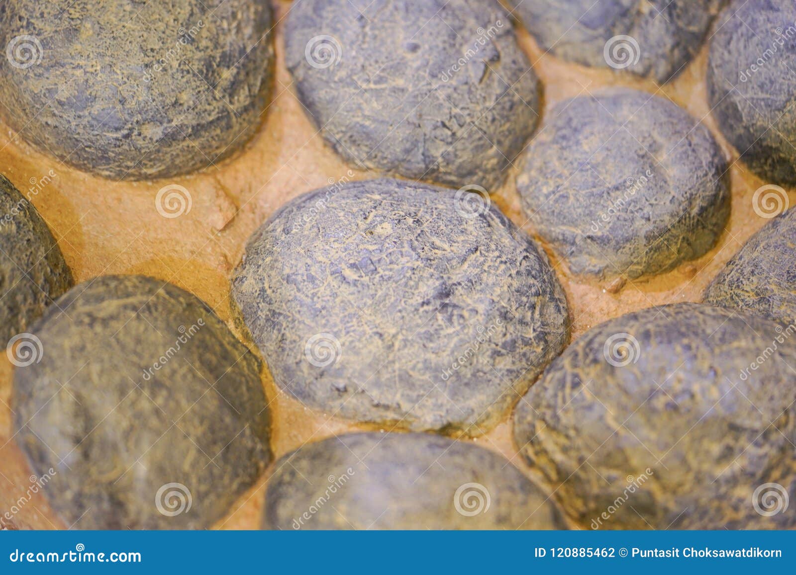 Fossil of dinosaur eggs. editorial photography. Image of scratched ...