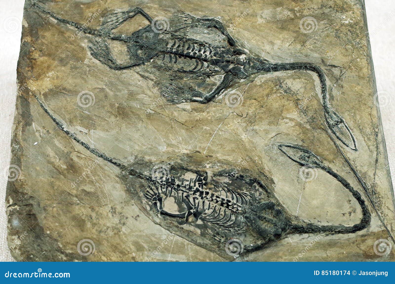 Fossil of dinosaur stock photo. Image of season, seagull - 85180174