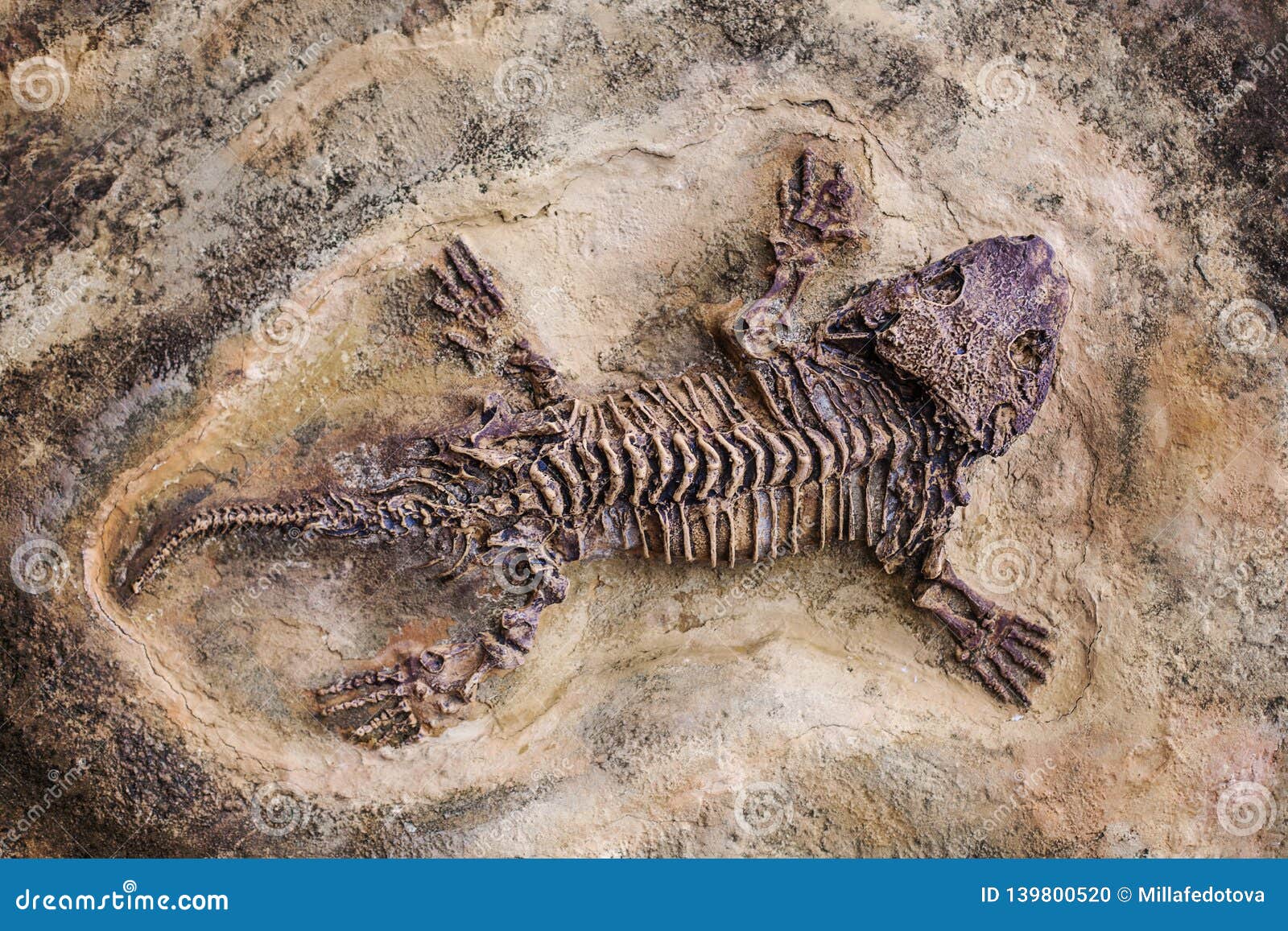 Fossil Dinosaur Lizard. Fossil of Prehistoric Lizard Skeleton on the ...