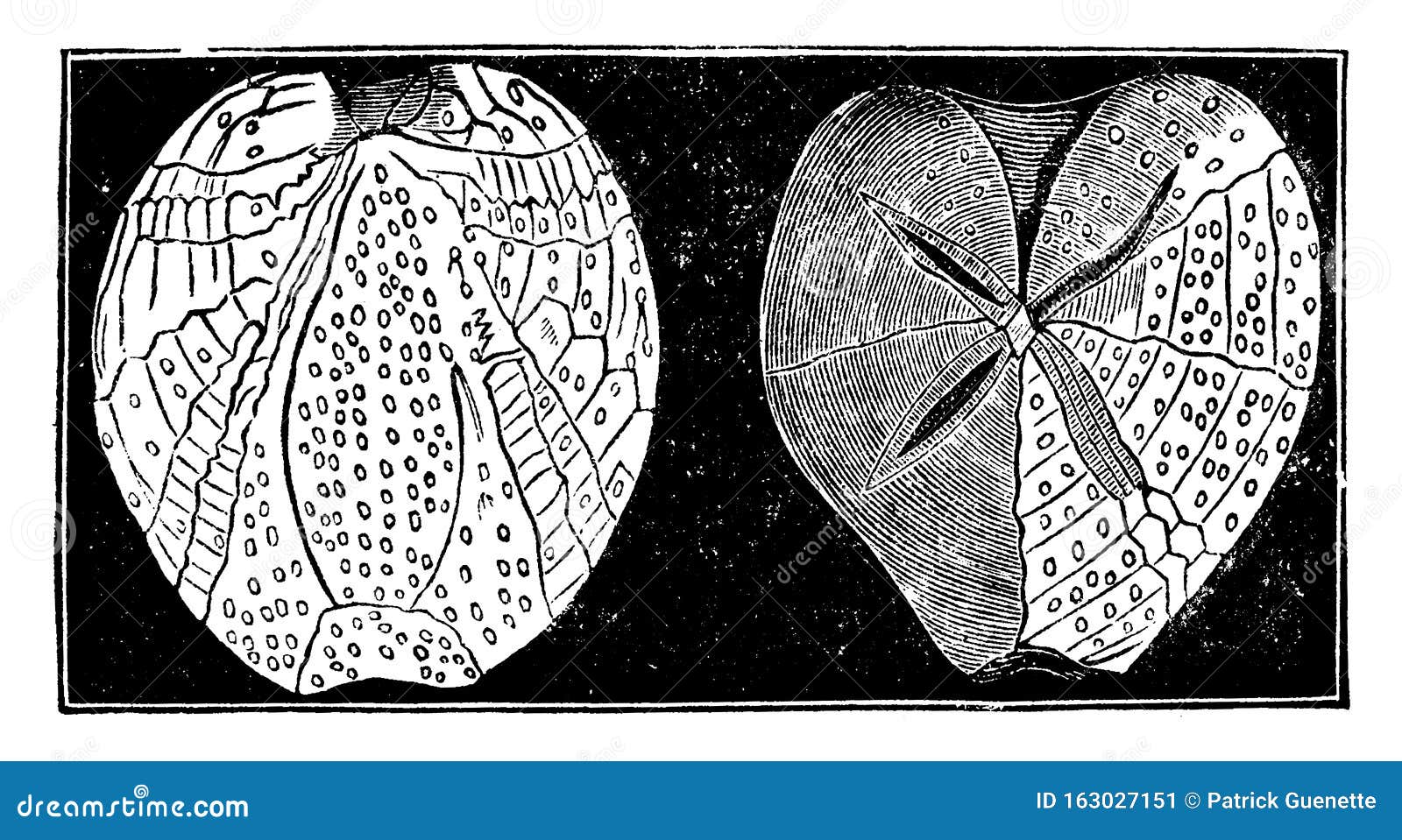 Phylum Echinodermata Or Starfish Anatomy With Inner Structure Outline ...