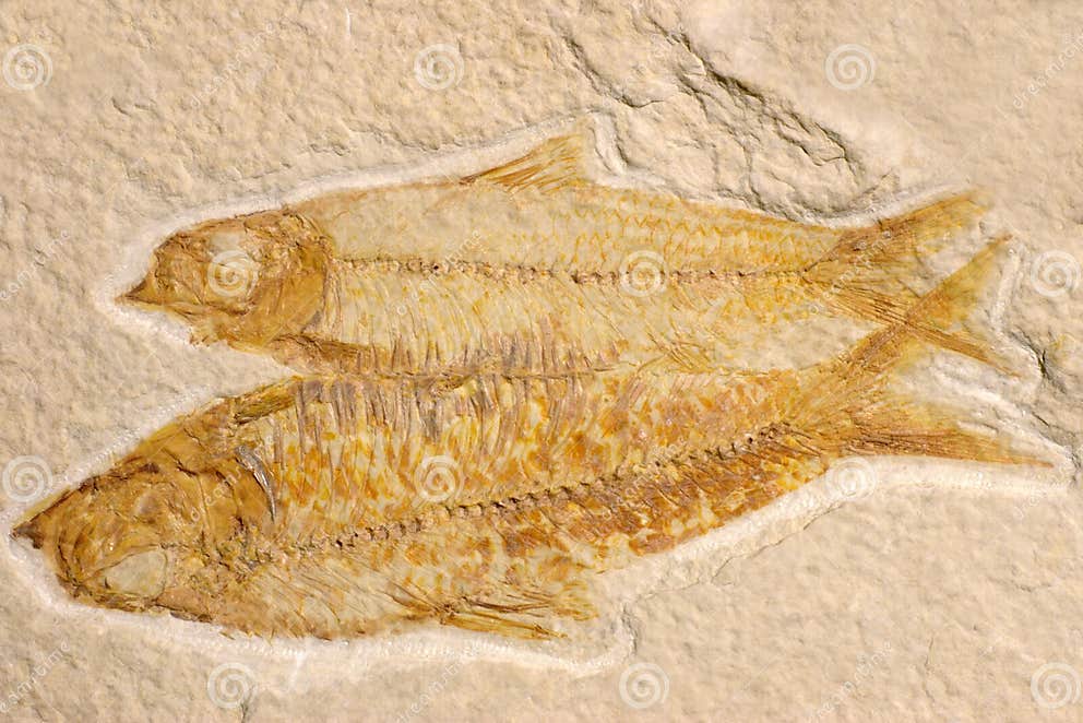 Fossil fish (Eocene) stock image. Image of primordial, paleogene - 521113