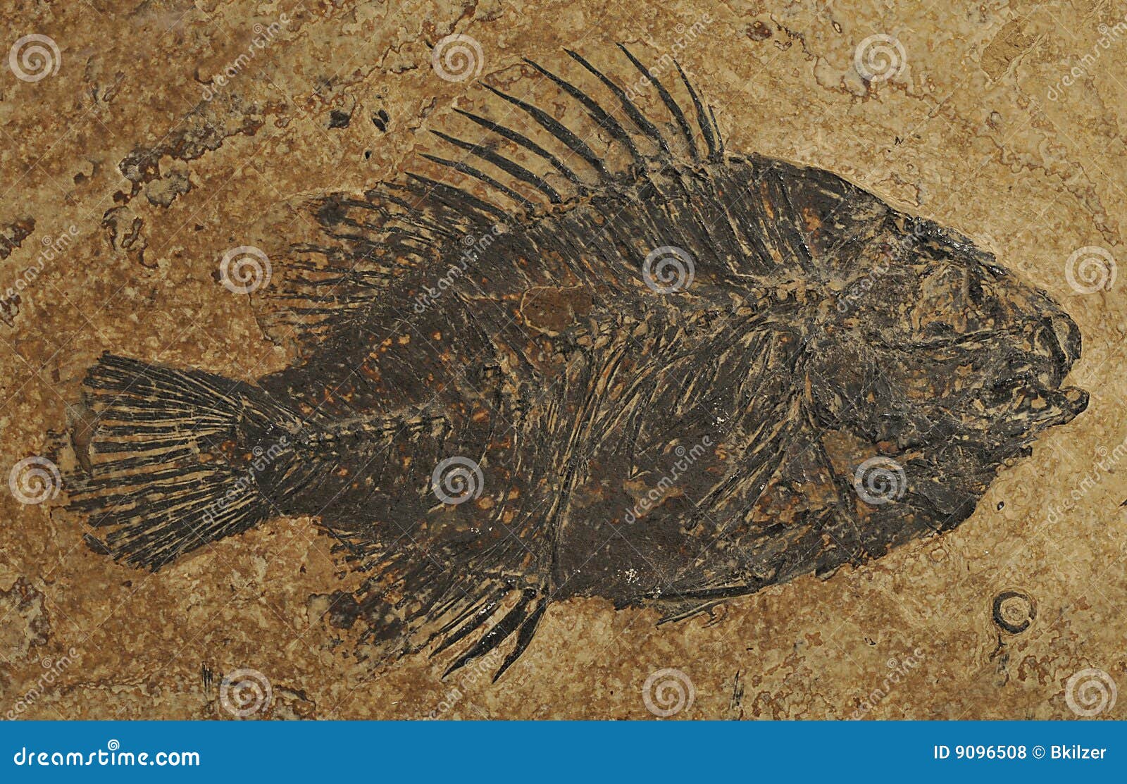 Priscacara Fish Photos - Free & Royalty-Free Stock Photos from Dreamstime