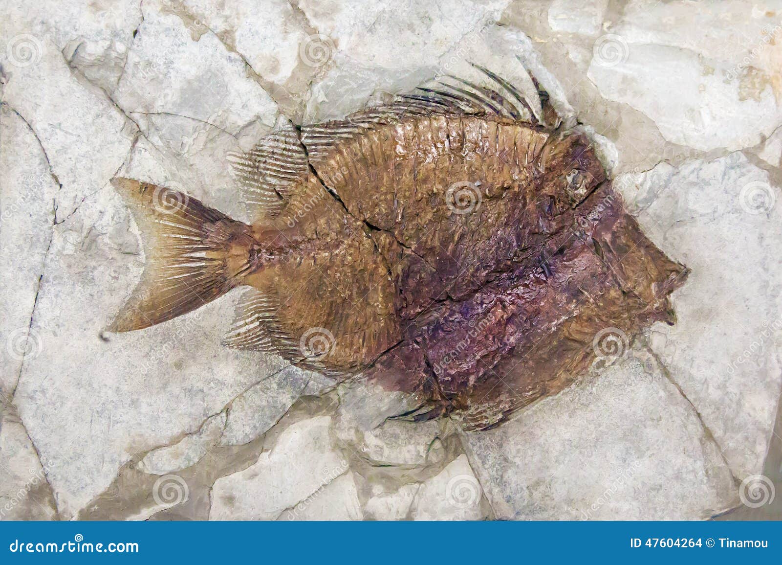 Fossil of fish stock photo. Image of nature, extinct - 47604264