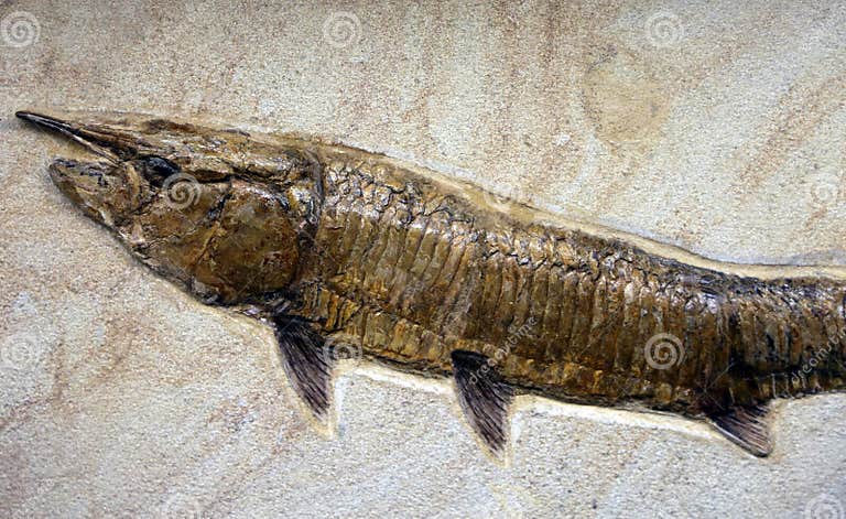 Fossil Fish on the Stone Slab Stock Image - Image of ancient, fossil ...