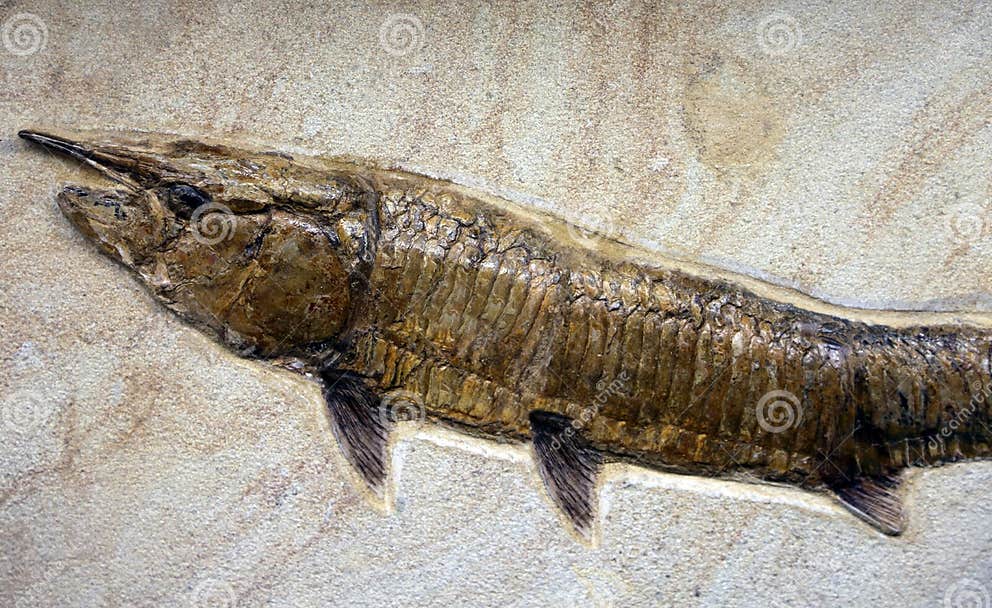 Fossil Fish on the Stone Slab Stock Image - Image of ancient, fossil ...