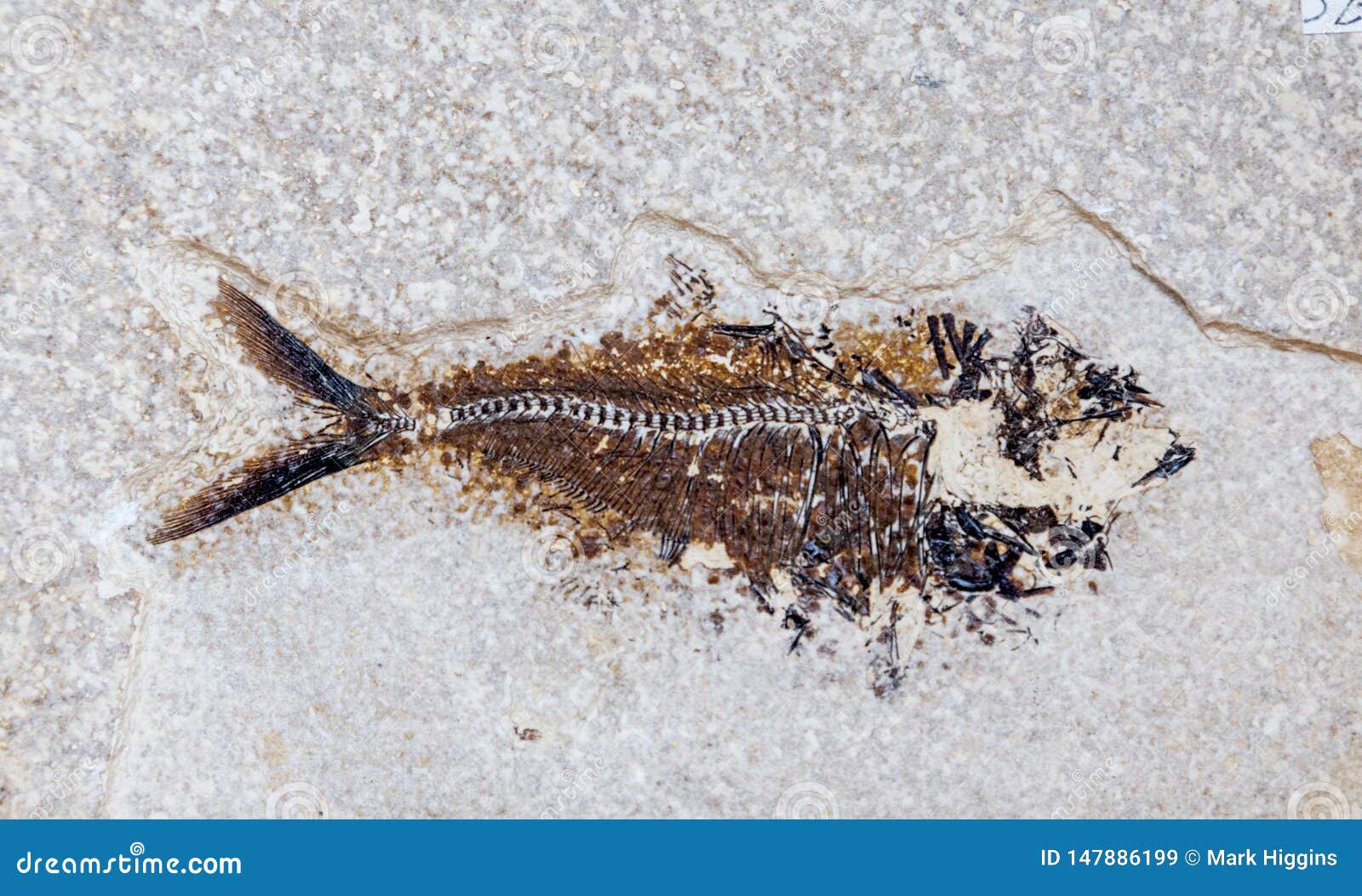 Fossil of fish stock image. Image of ocean, organism - 147886199