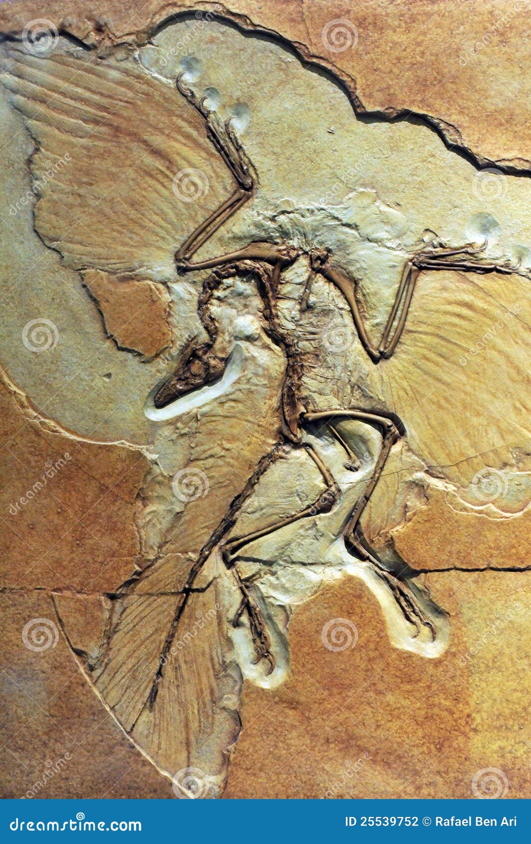 Fossil of a Flying Dinosaur Editorial Photography - Image of ...