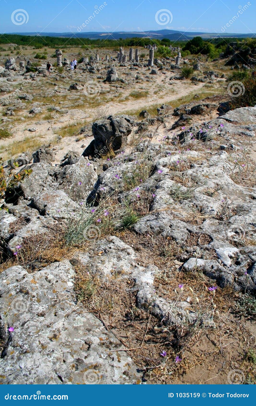 Fossil forest stock image. Image of fossil, bulgaria, landscape - 1035159