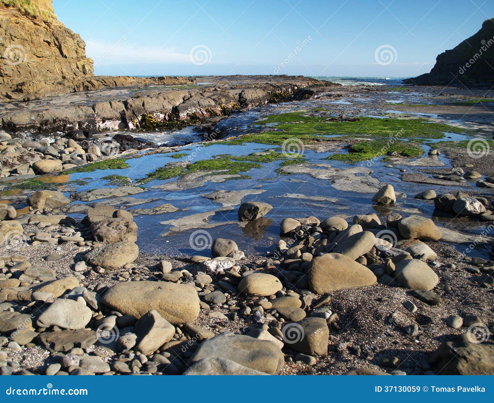 Fossil forest stock image. Image of paleontology, blue - 37130059