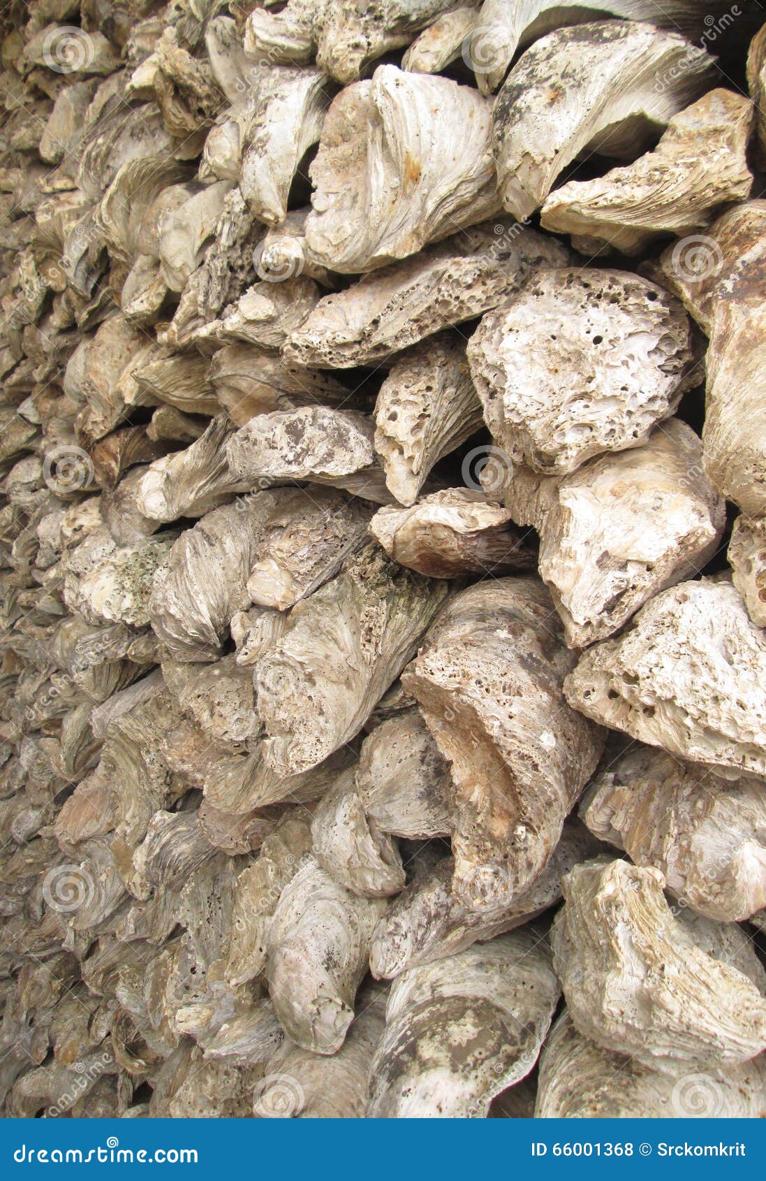 Old Giant Oyster Texture Photos - Free & Royalty-Free Stock Photos from ...