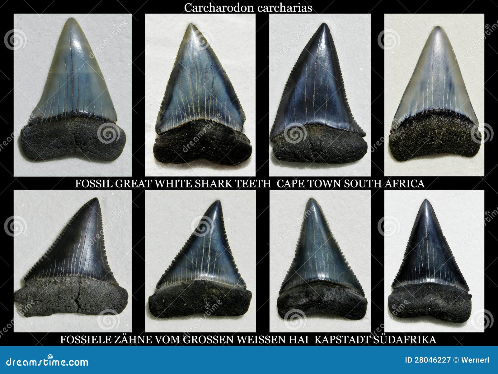 Fossil Great White Shark Teeth Stock Image - Image of collage, south ...