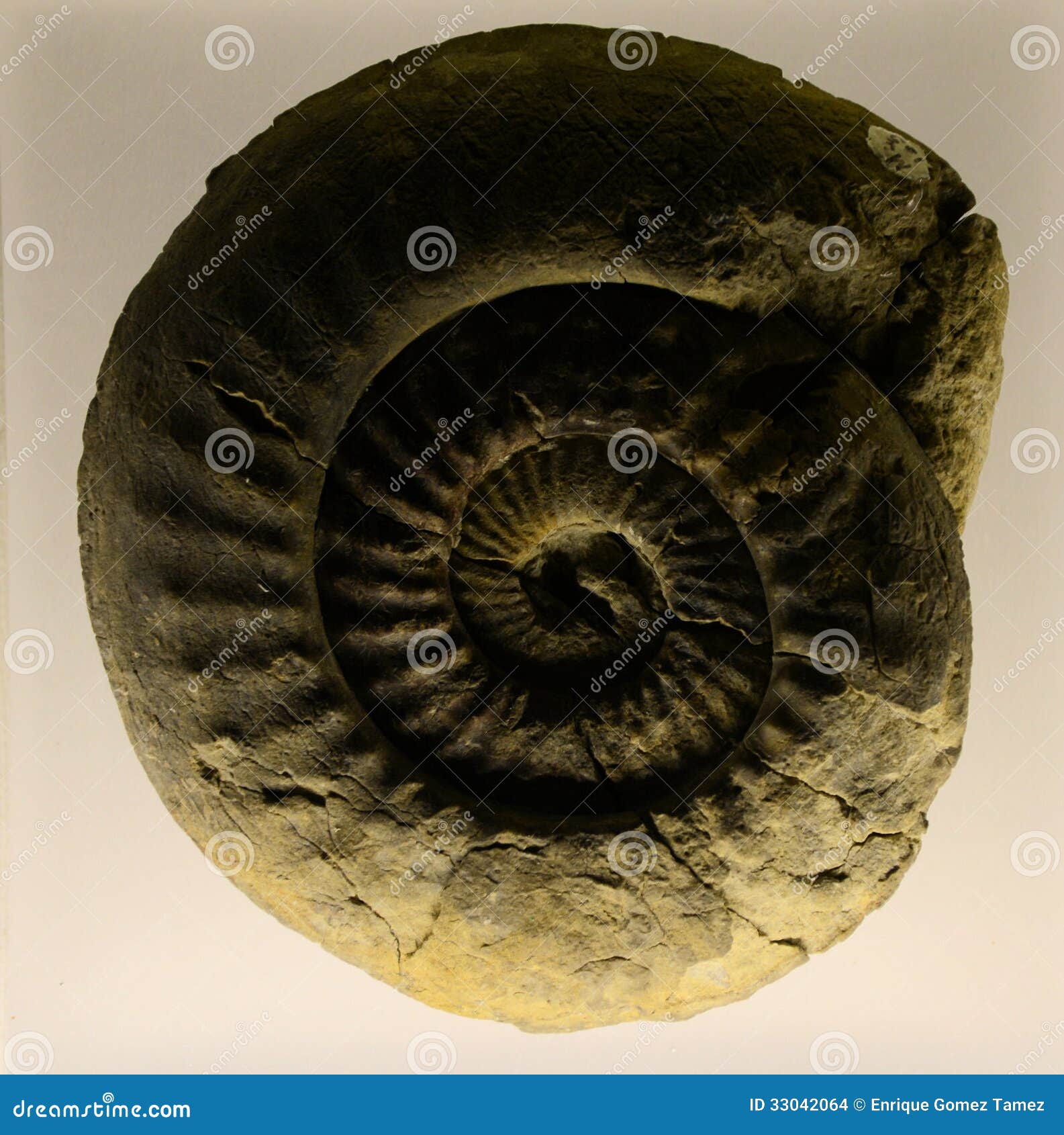 Fossil stock photo. Image of stone, ancient, fossil, texture - 33042064