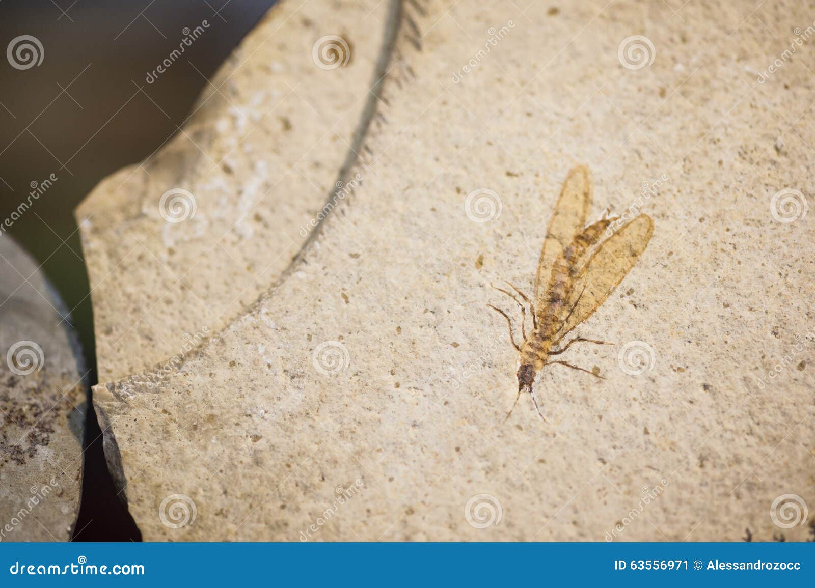 Fossil of insect stock image. Image of bone, fossilized - 63556971