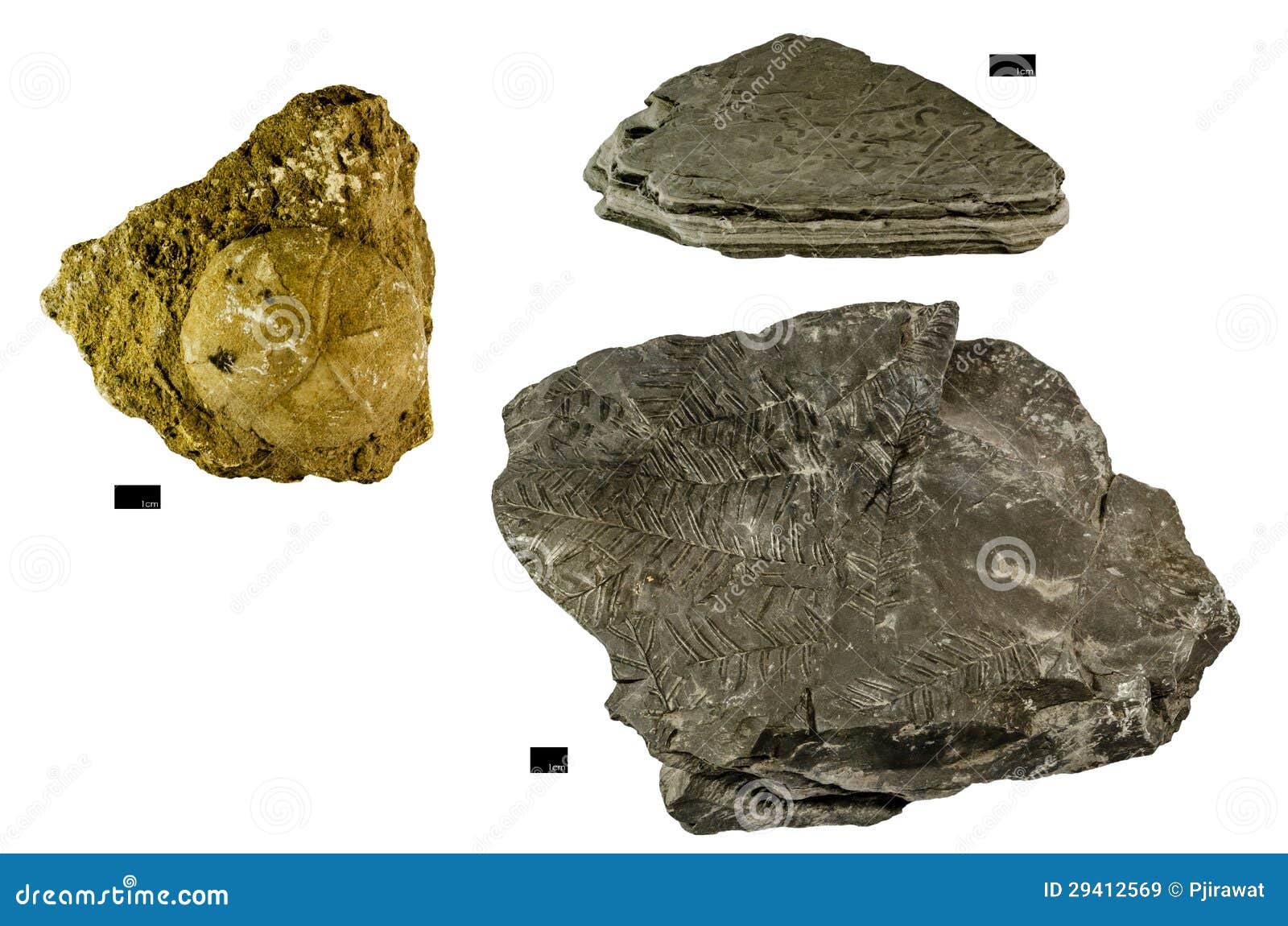Fossil Isolated on White Background Stock Image - Image of rough ...