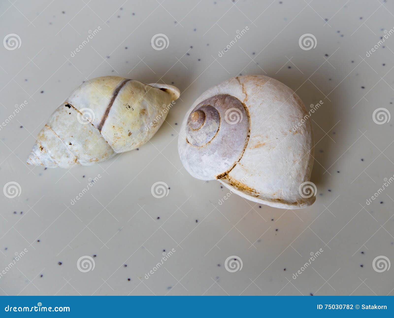 Fossil of Land snail shell stock photo. Image of snail - 75030782