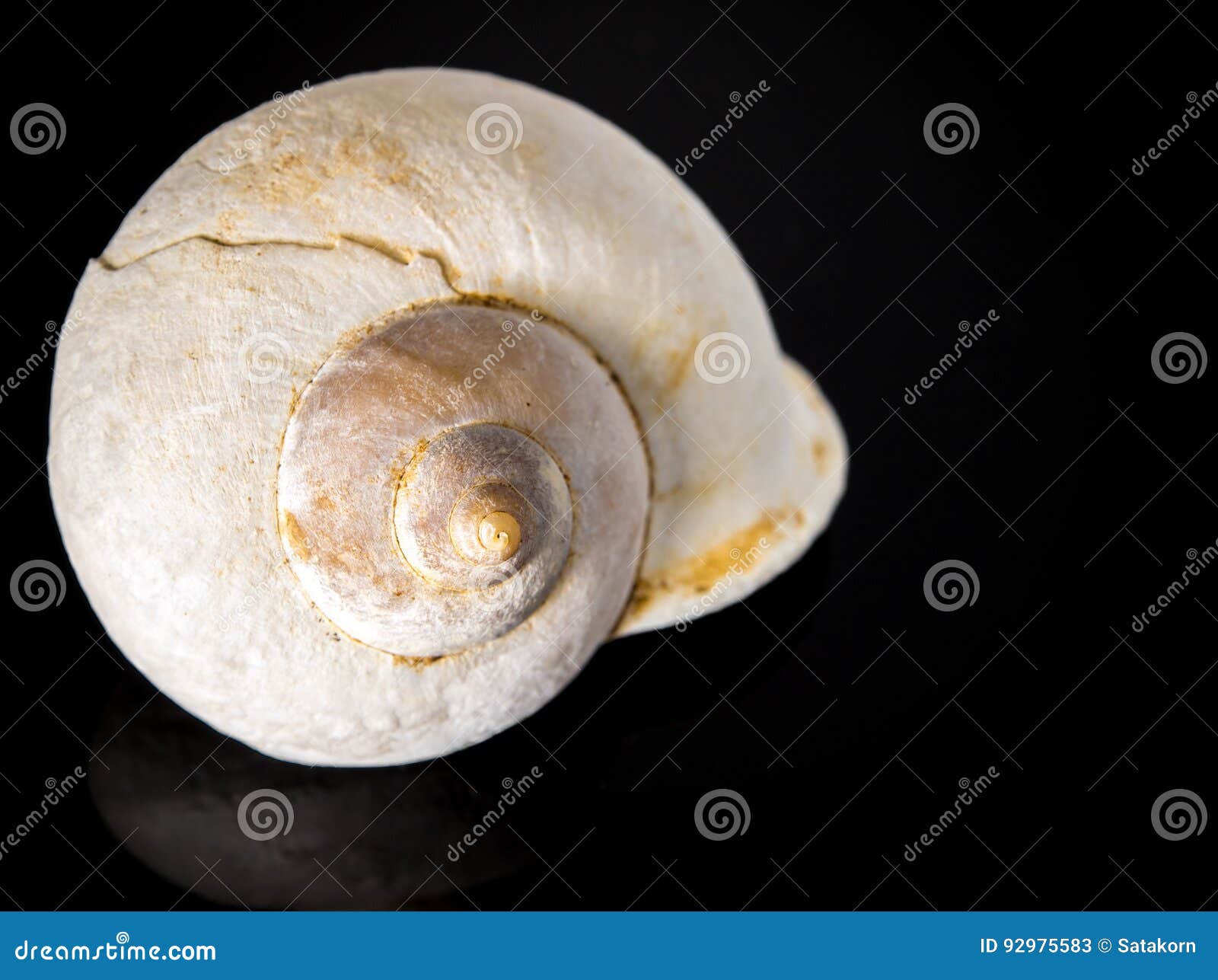 Snail Shell Fossils