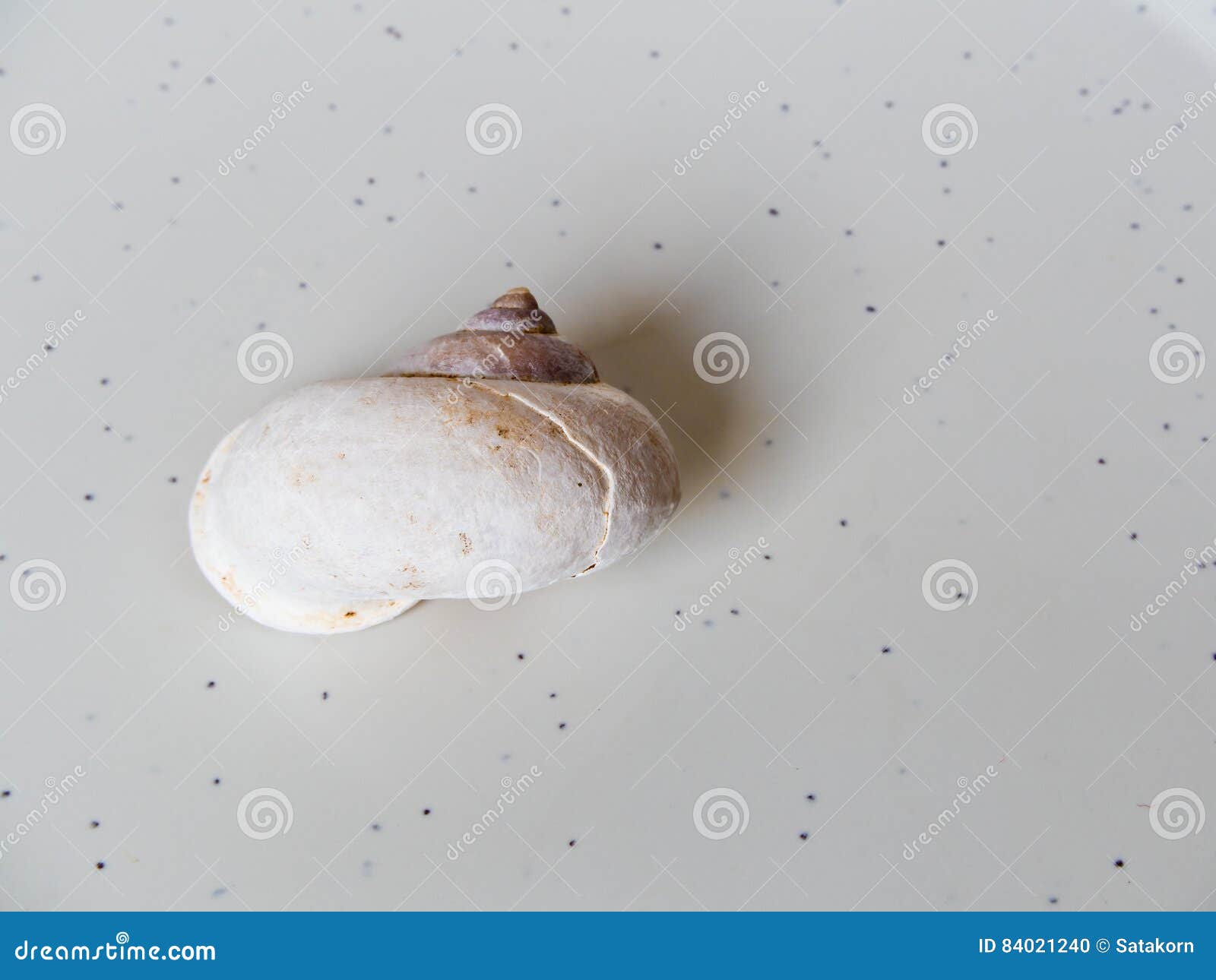 Fossil of Land snail shell stock photo. Image of gastropod - 84021240