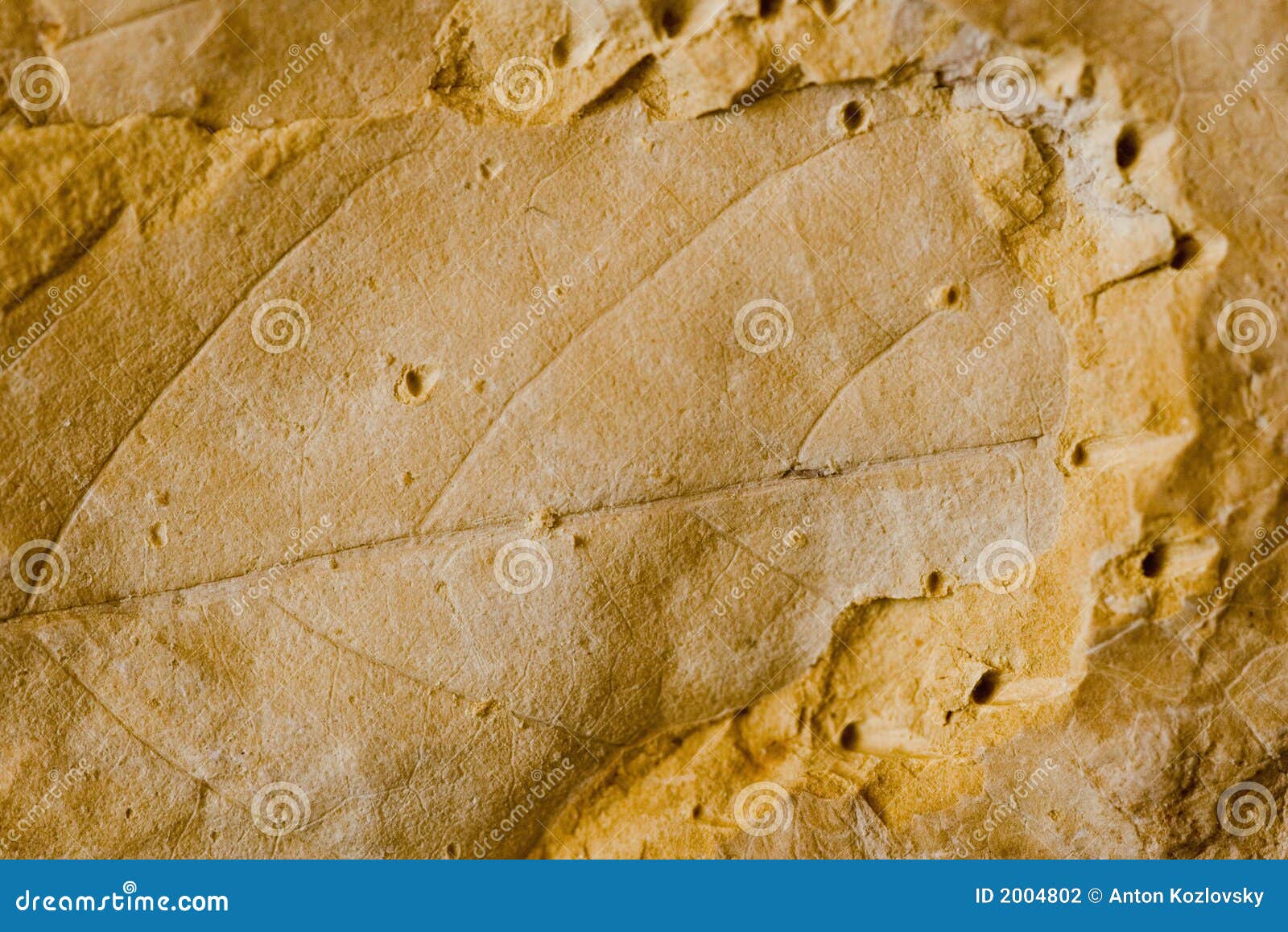 Fossil leaf stock photo. Image of historic, fossil, eocene - 2004802