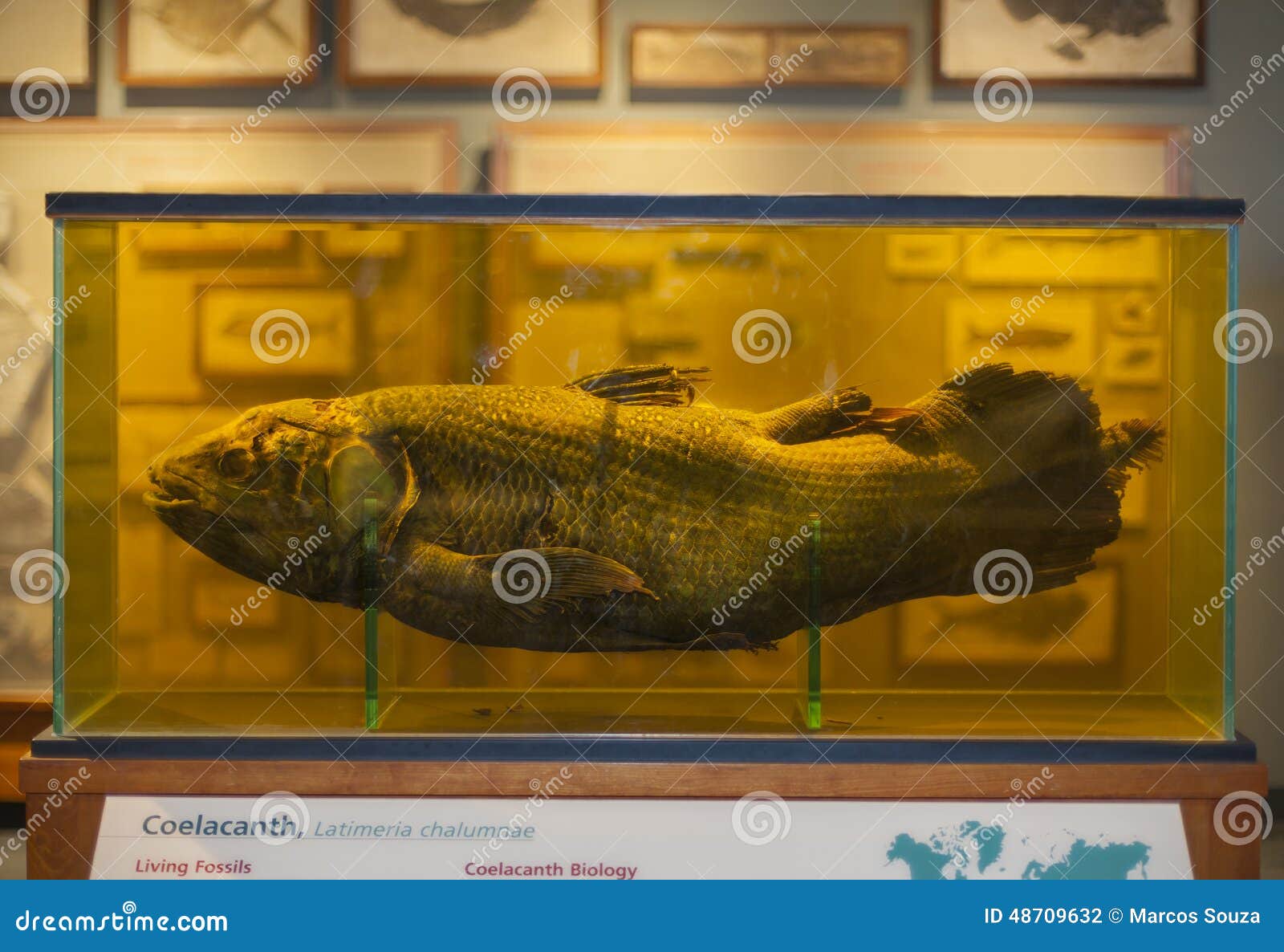 Fossil editorial photography. Image of neolithic, jurassic - 48709632