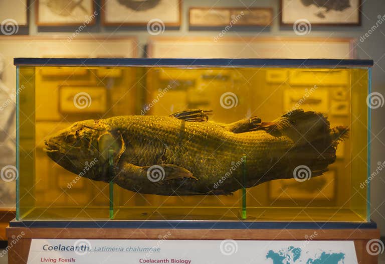 Fossil editorial photography. Image of neolithic, jurassic - 48709632