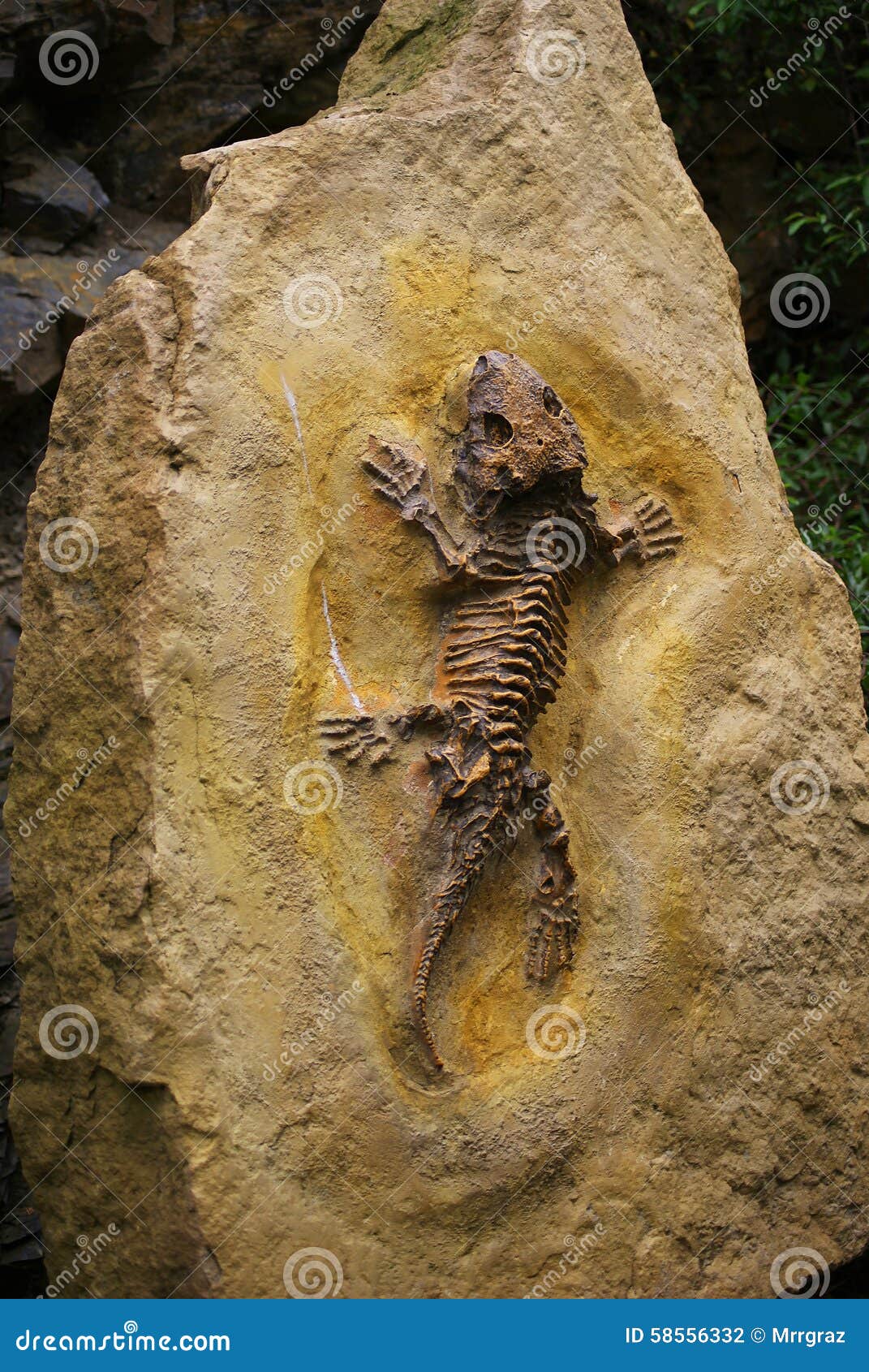 Fossil of lizard stock photo. Image of skeleton, trilobite - 58556332