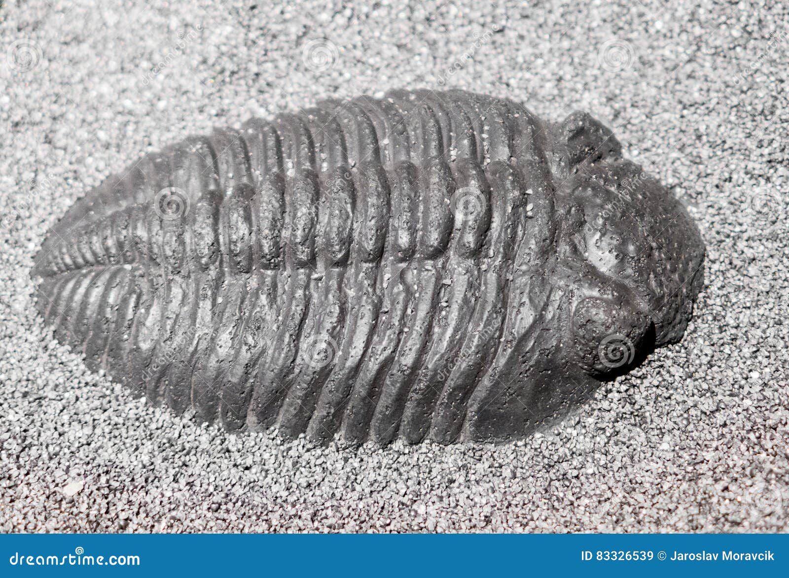 Fossil - old trilobite stock image. Image of prehistoric - 83326539