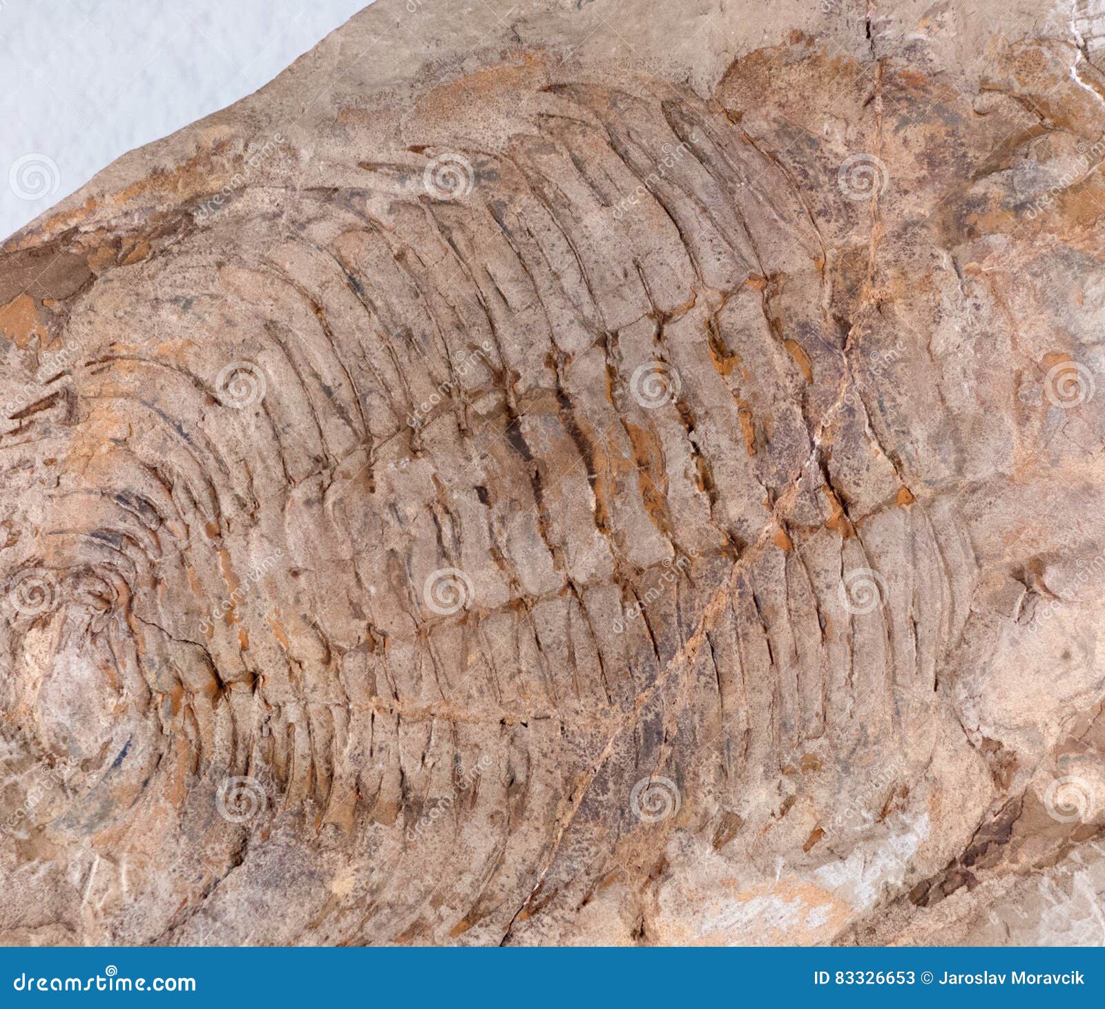 Fossil - old trilobite stock image. Image of prehistoric - 83326653
