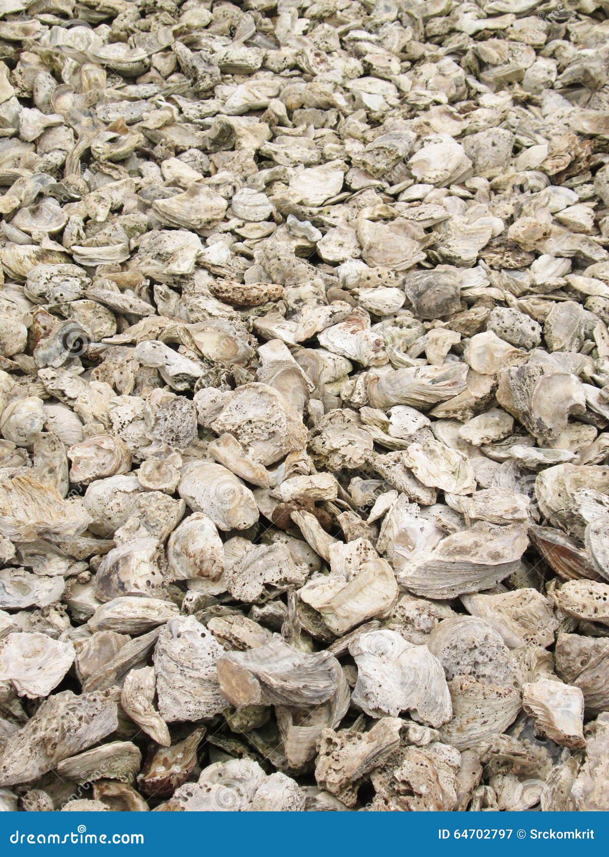 Fossil oyster shells stock image. Image of wall, texture - 64702797