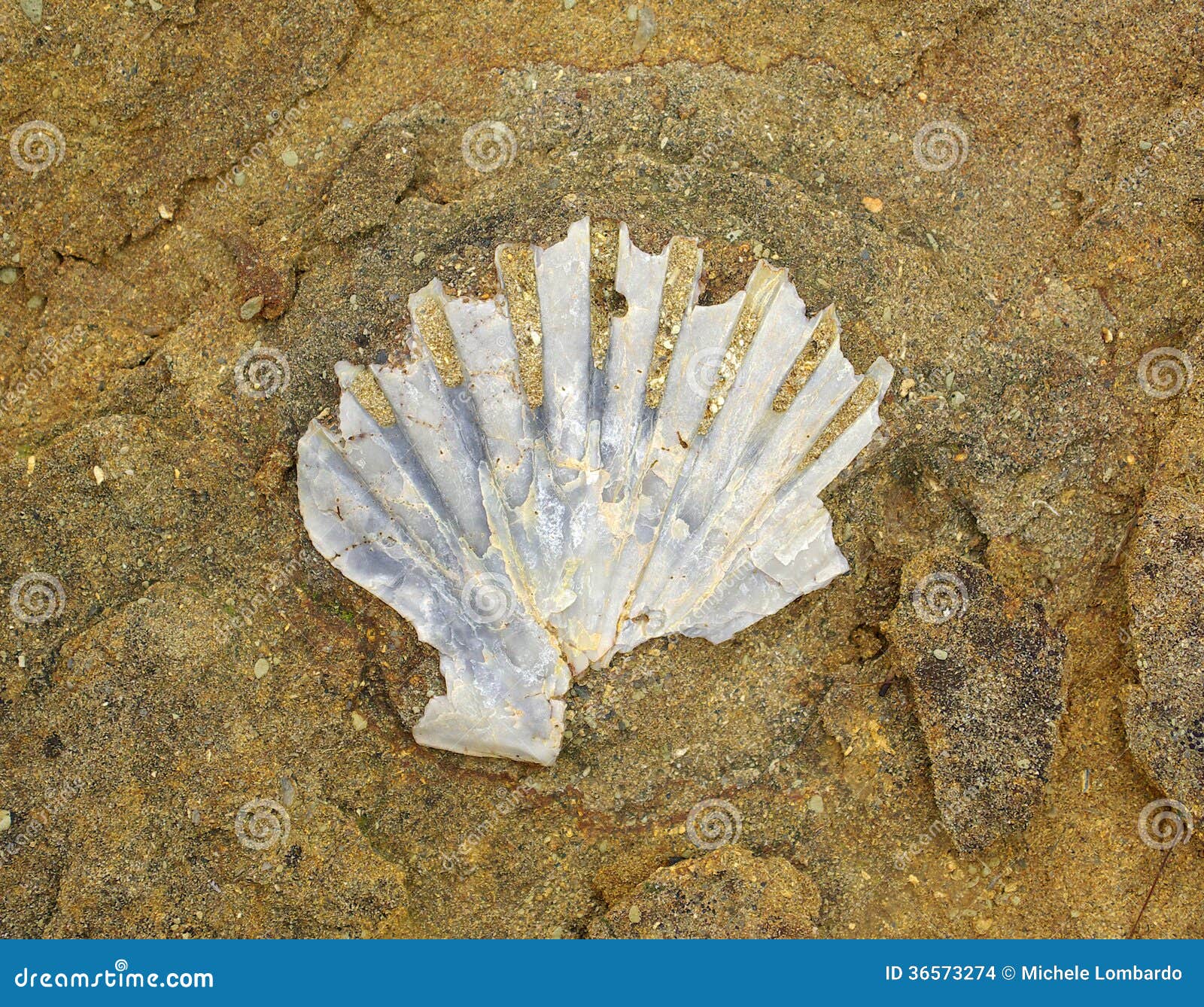 Fossil 01 stock photo. Image of scallops, ancient, geology - 36573274