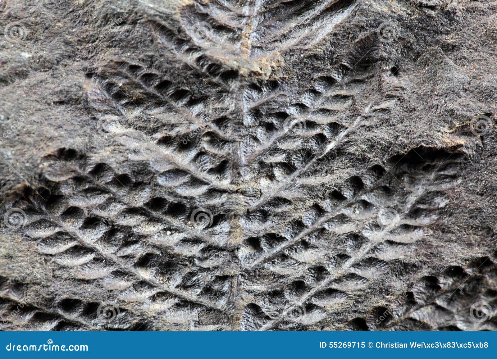 Ancient Plant Fossils